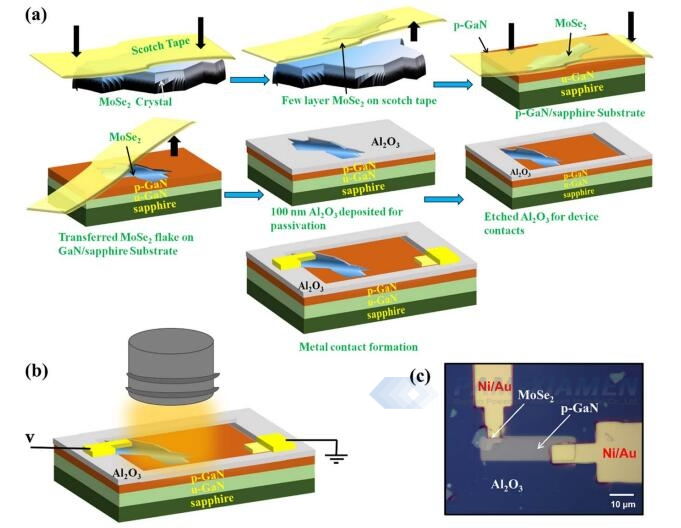Nano-layered MoSe2/p-GaN Heterojunction Photodetector